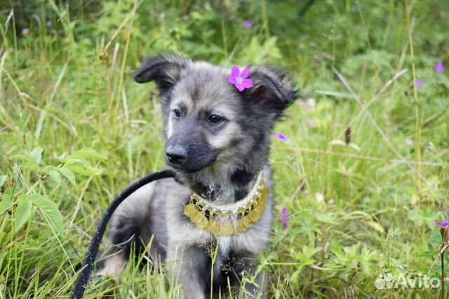 Очаровательные девочки щеночки ждут мам и пап