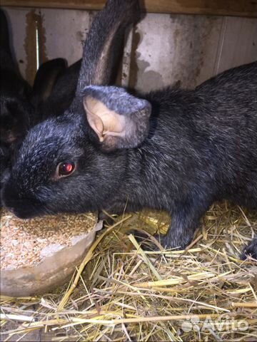 Подам кроликов