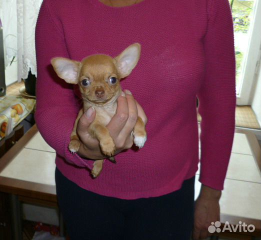 Бобби и его сестричка,веселые и озорные