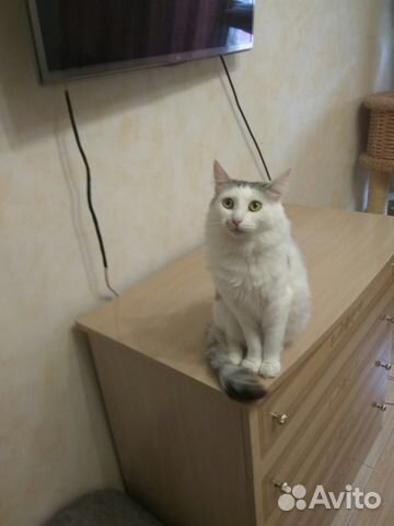 Пушистая Мурка