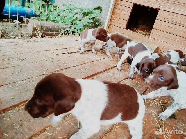 Щенки курцхаара в добрые руки