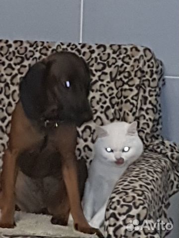 Девченки и мальчик