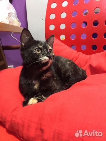 Котёнок девочка В самые лучшие руки