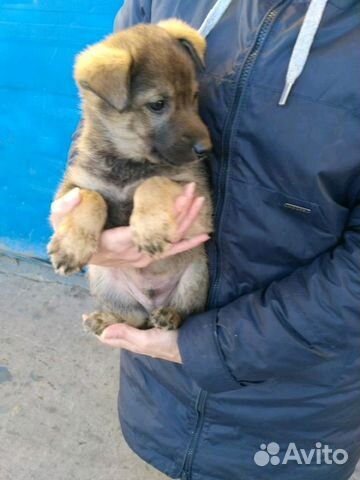 Щенки малыши-карандаши, 1 мес