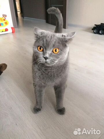 Шотландская шикарная кошка 2года,стерилизованная