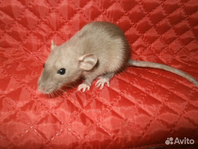 Крысы, крысята - замечательные девочки + клетки