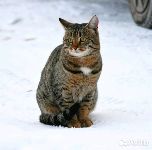 Ласковый кот Митя