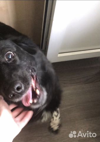 Девочка, помесь спаниеля