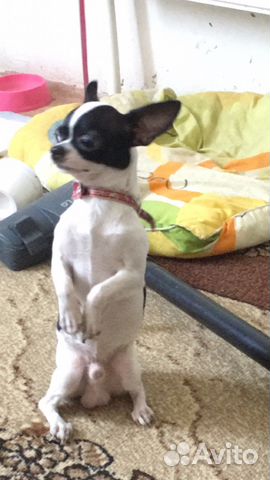 Продается Чихуахуа,мальчик