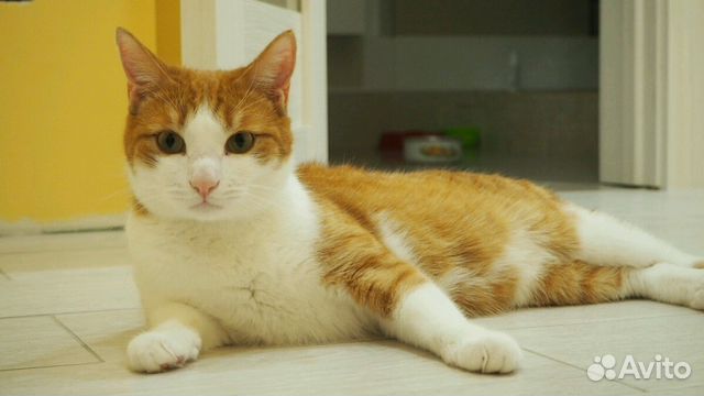Рыжуля ждёт хозяев в домашнем приюте