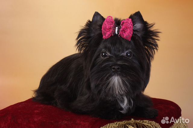 Девочка черный Йорк