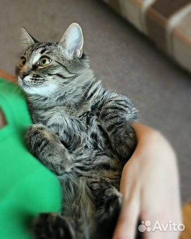 Котенок девочка лапушка