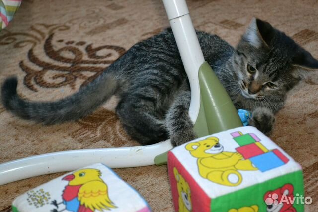 Кот котенок мальчик найден