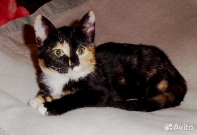 Котенок приносящий удачу