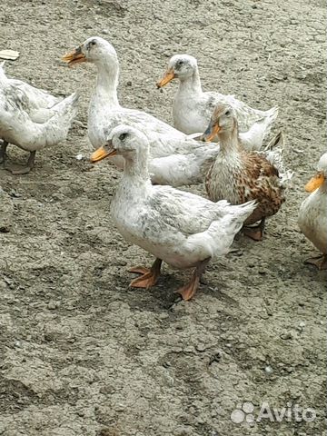 Утки, индоудки