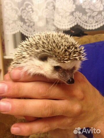 Карликовый ручной ёж