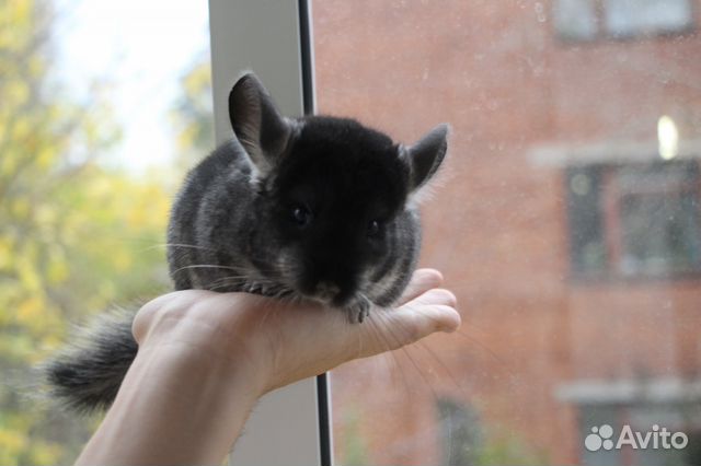 Шиншилленок черный бархат