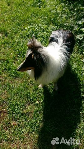 Продам шелти