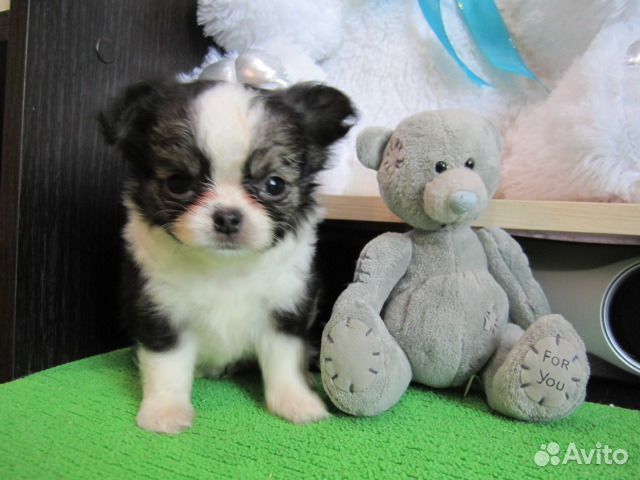 Шикарные чишки. девчонки и мальчишки