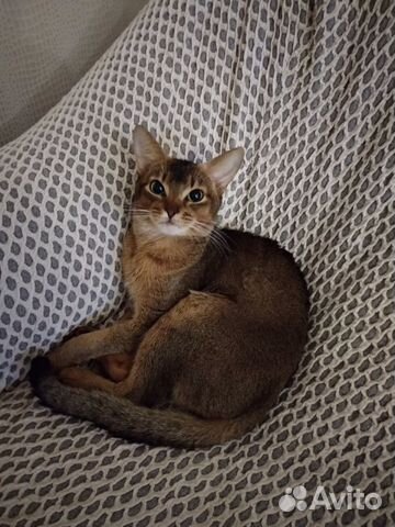 Абиссинский кот бесплатно