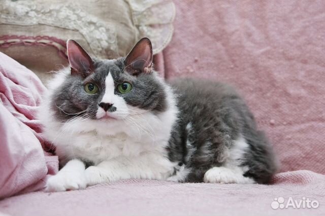 Инопланетная кошка метис корниш-рекса