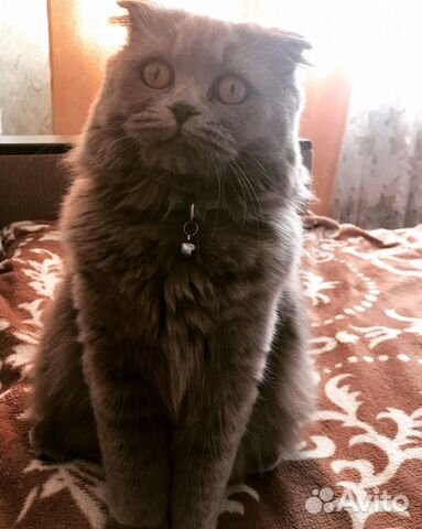 Шотландская-вислоухая ищет жениха