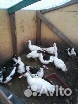 Идоутки, гуси