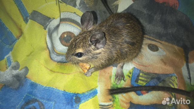 Дегу. Чилийская белка