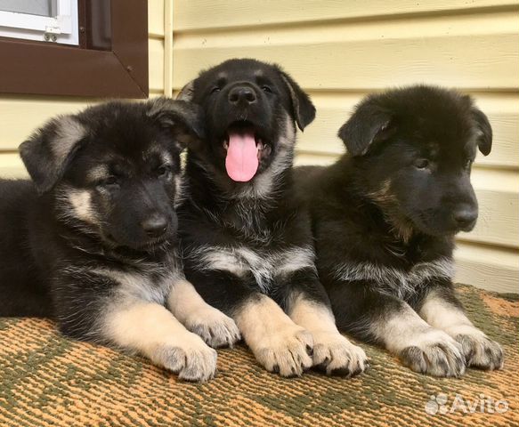 Щенки 2,5 месяца