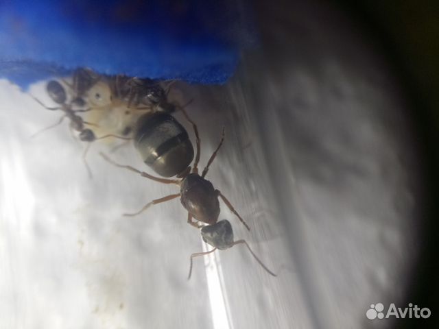 Муравьи Formica fusca (бурый лесной муравей)