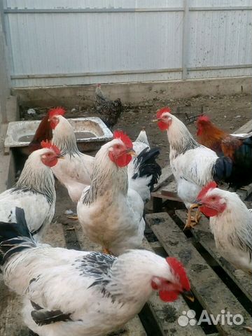 Петухи породы адлеровский серебристый и доминант