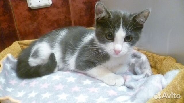 Малыш Грей в дар