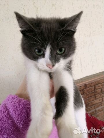 Котенок в добрые руки