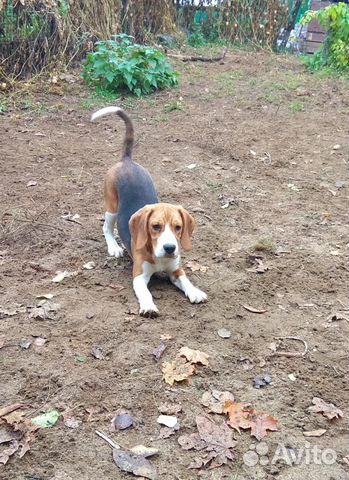 Щенок Бигль