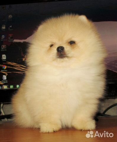 Мальчик померанчик