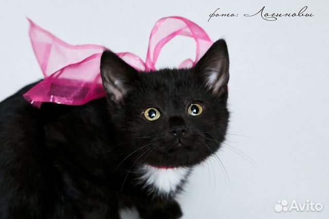 Котёнок-мальчик 2 месяца