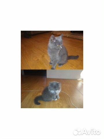 Продаются котята