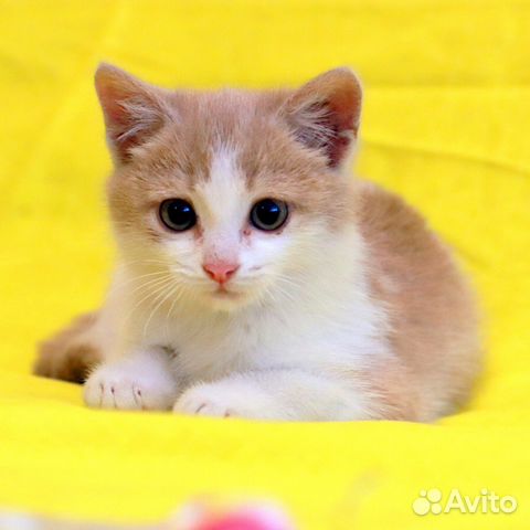 Котенок - чудесный, беспроблемный