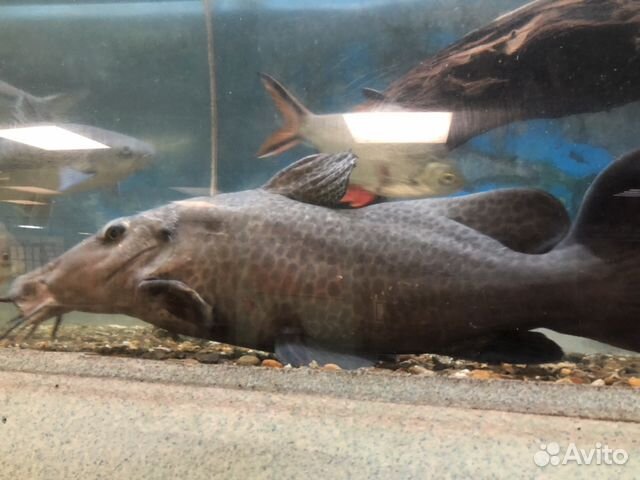 Жирафовый сом (auchenoglanis occidentalis)