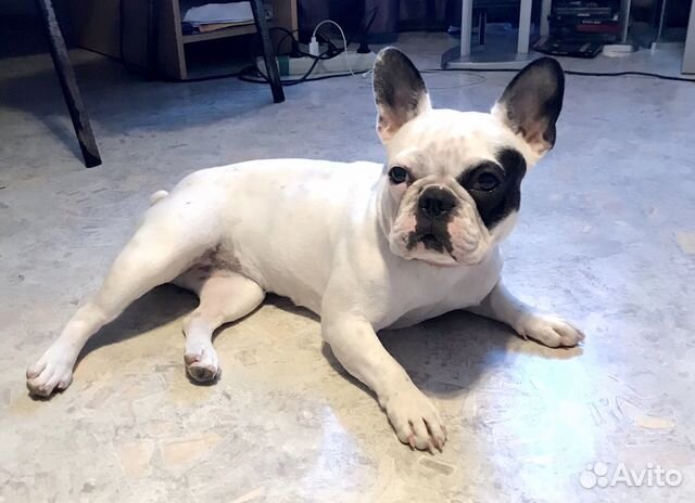 Французский бульдог