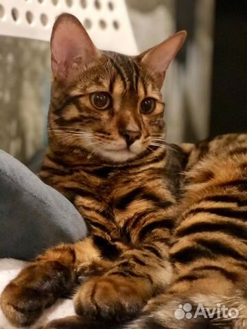 Вязка бенгал