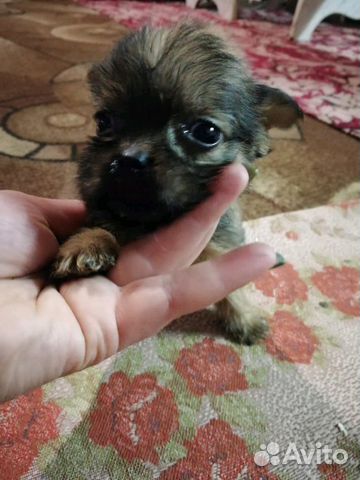 Брюссельский грифон