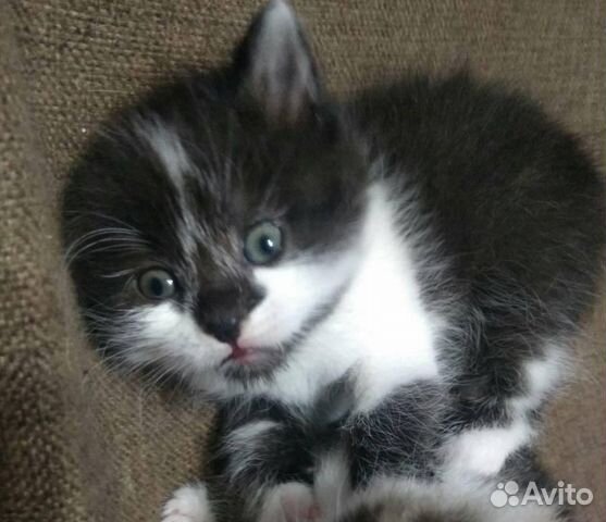 Красотка ищет своих хозяев