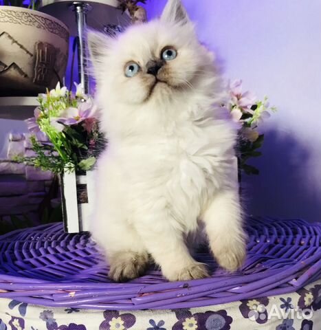 Милашка с голубыми глазками