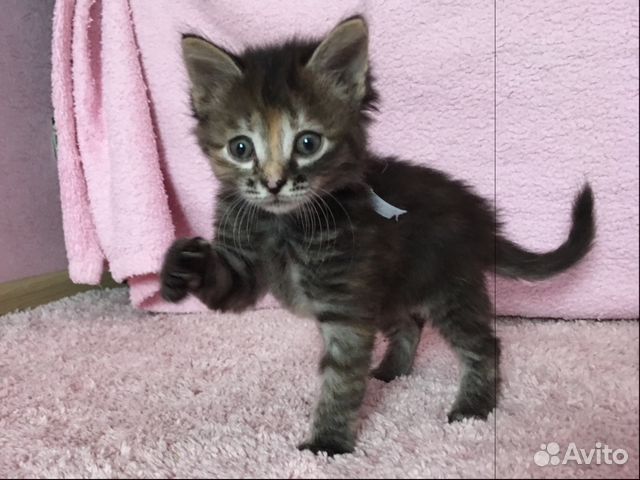 Тигровая кошечка (привезу в любой район)