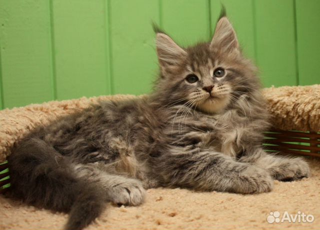 Котик мейн кун Orden голубой мрамор