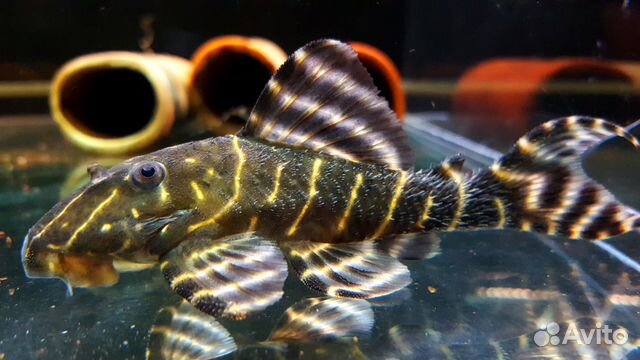 L-204 Panaqolus albivermis F1 и пара WF (дикари)