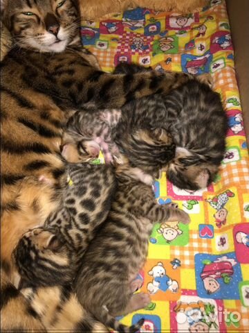 Бенгальские котята