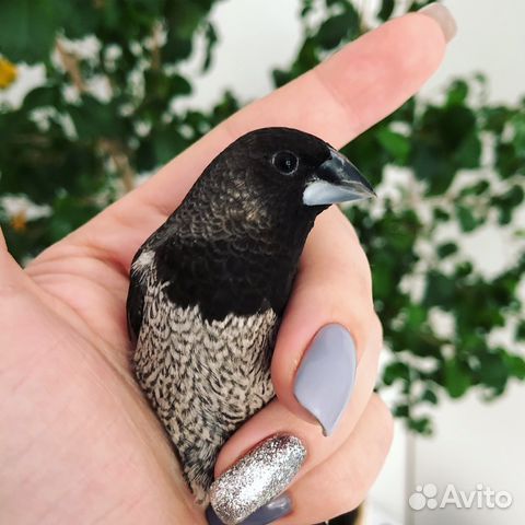 Амадины