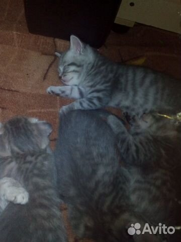 Продаются котятки
